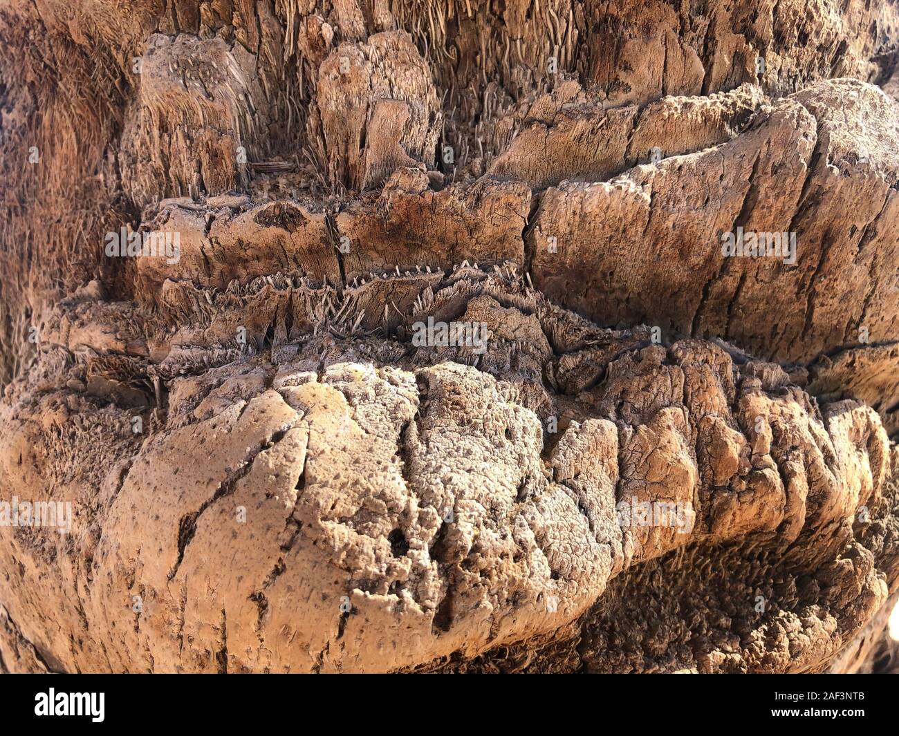 Palm tree texture, natural wood, rial pattern. Coconut tree is tropical ...