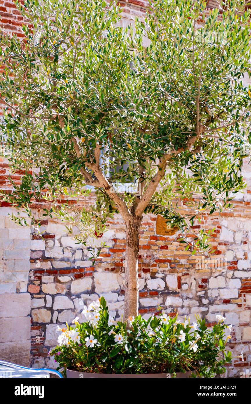 Young olive tree in a garden hi-res stock photography and images - Alamy