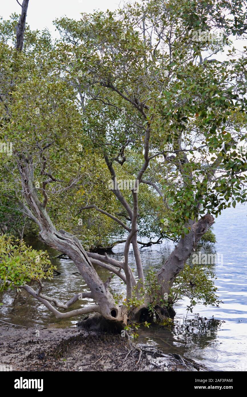 mangroves on water's edge, Pumicestone Passage, White Patch, Qld ...