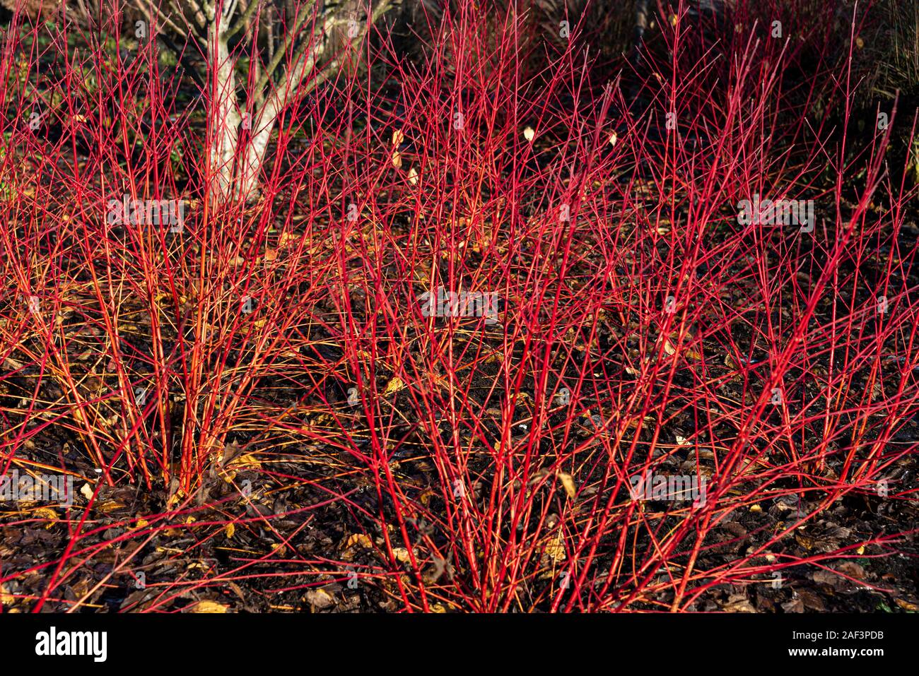 Cornus sanguinea Annys Winter Orange, Dogwood Annys Winter Orange ...