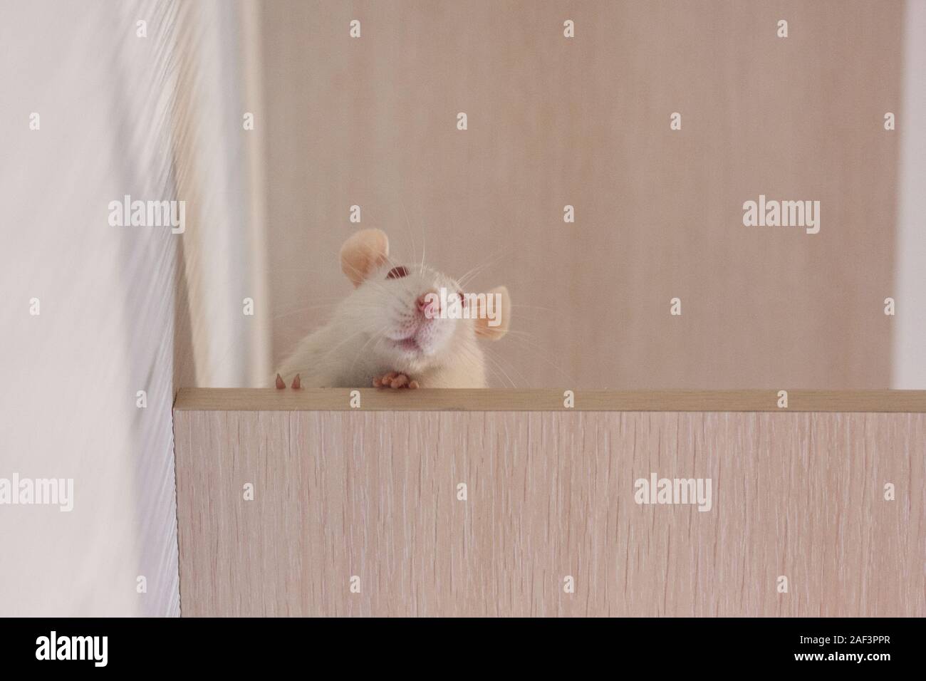 The rat is white. The symbol of the Chinese New Year 2020. The rat was ...