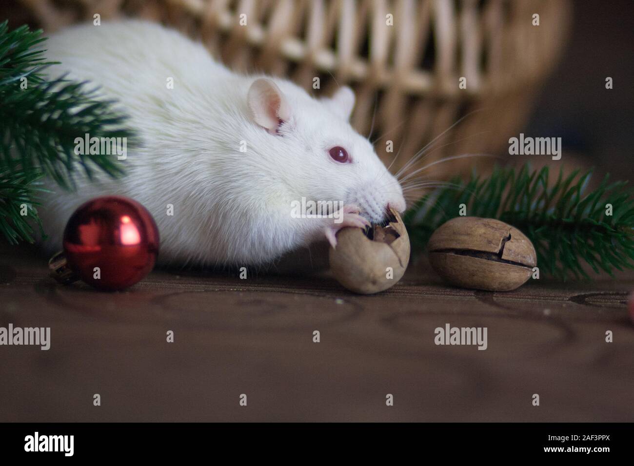 Food New Year's table concept. symbol of chinese new year. The rat is ...