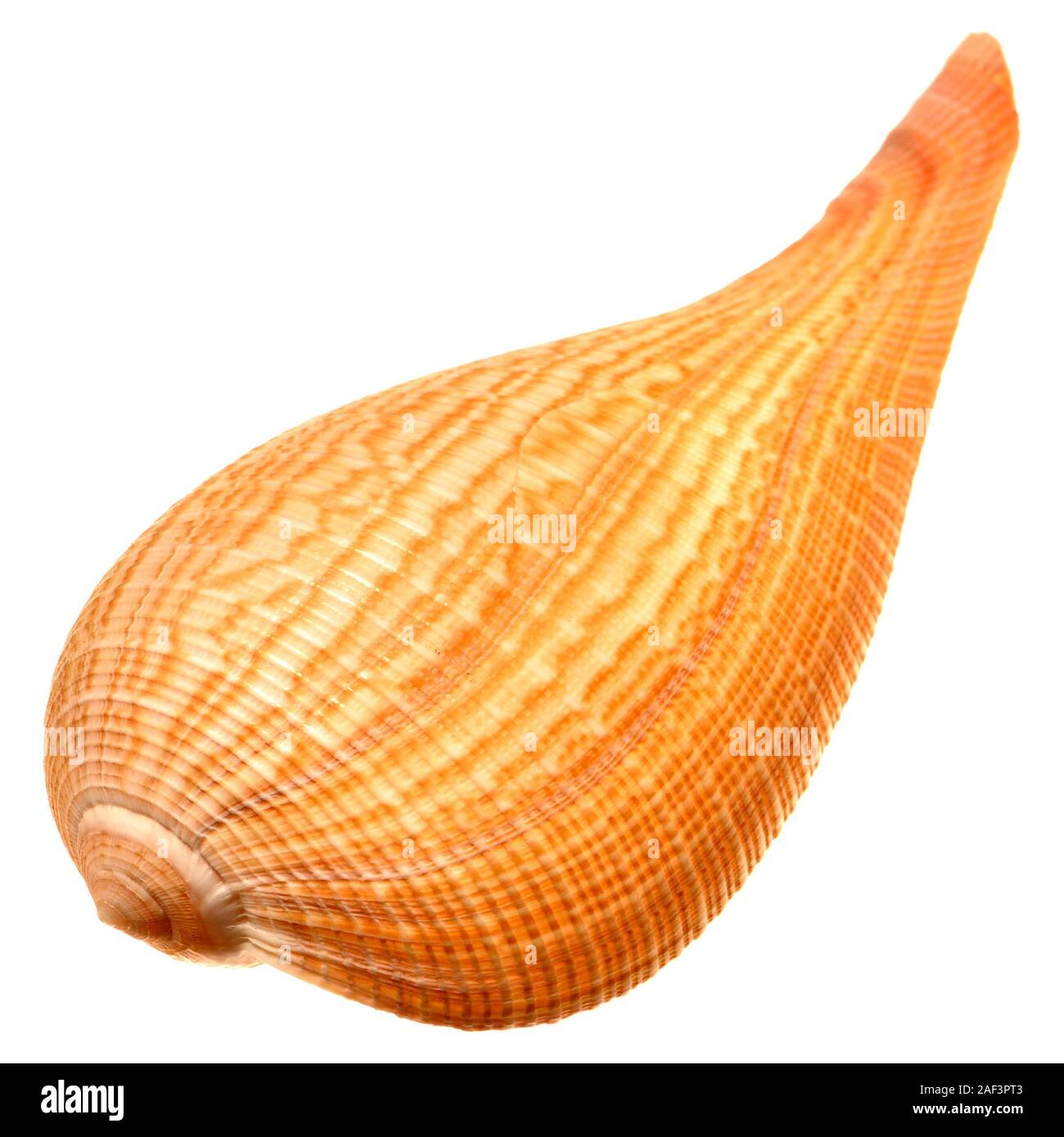 Graceful Fig shell (Ficus gracilis) 13cm Stock Photo - Alamy