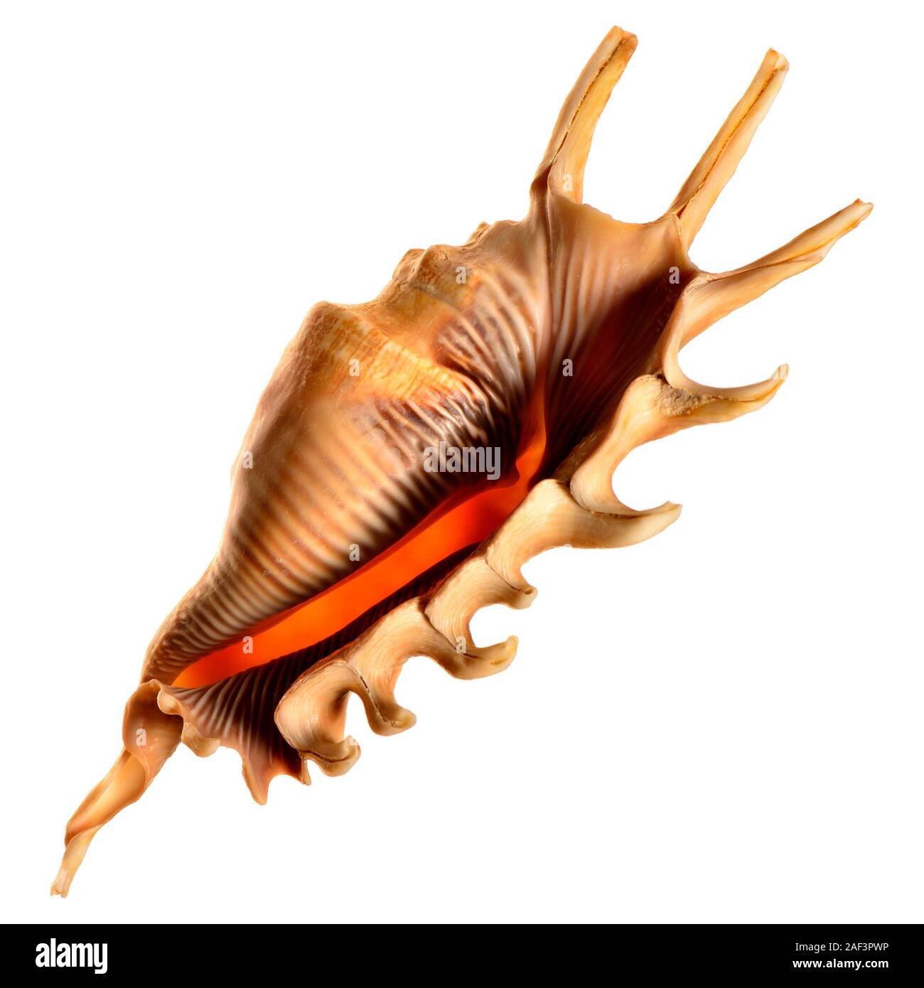 Spider Conch High Resolution Stock Photography and Images - Alamy