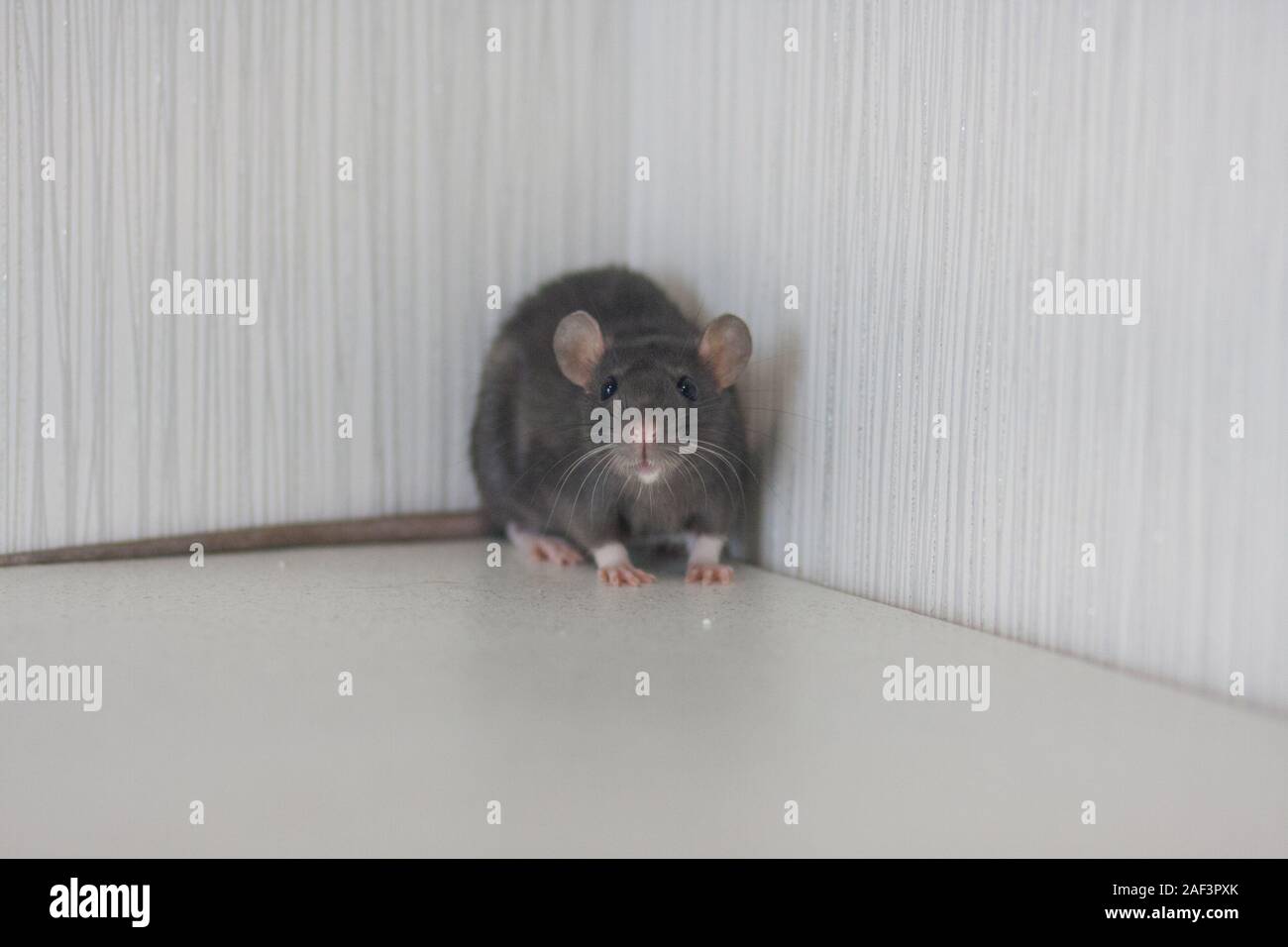 Cornered a mouse hi-res stock photography and images - Alamy