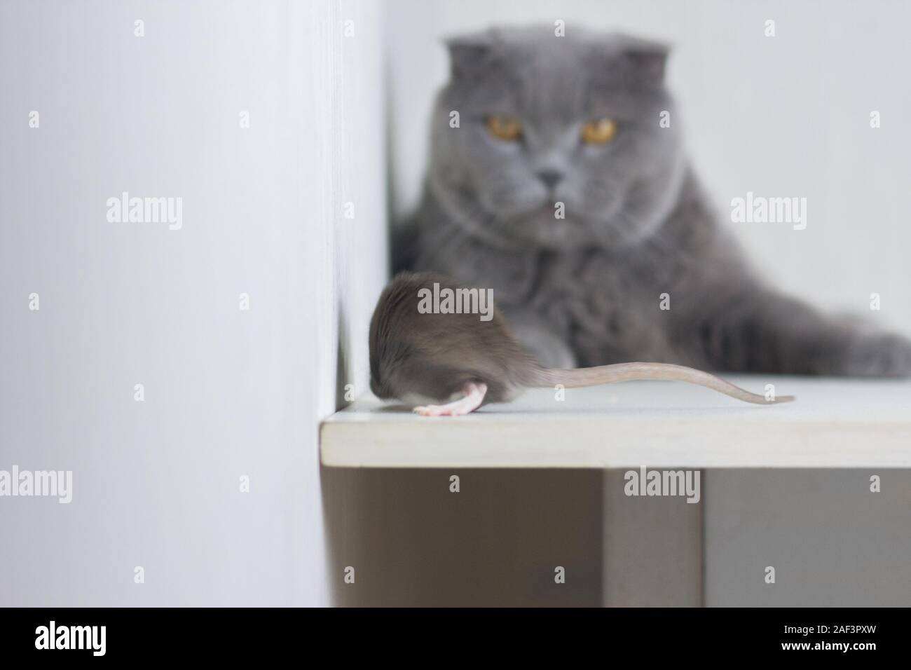 The gray rat and the cat. The look of the enemy. Danger Cat and mouse ...