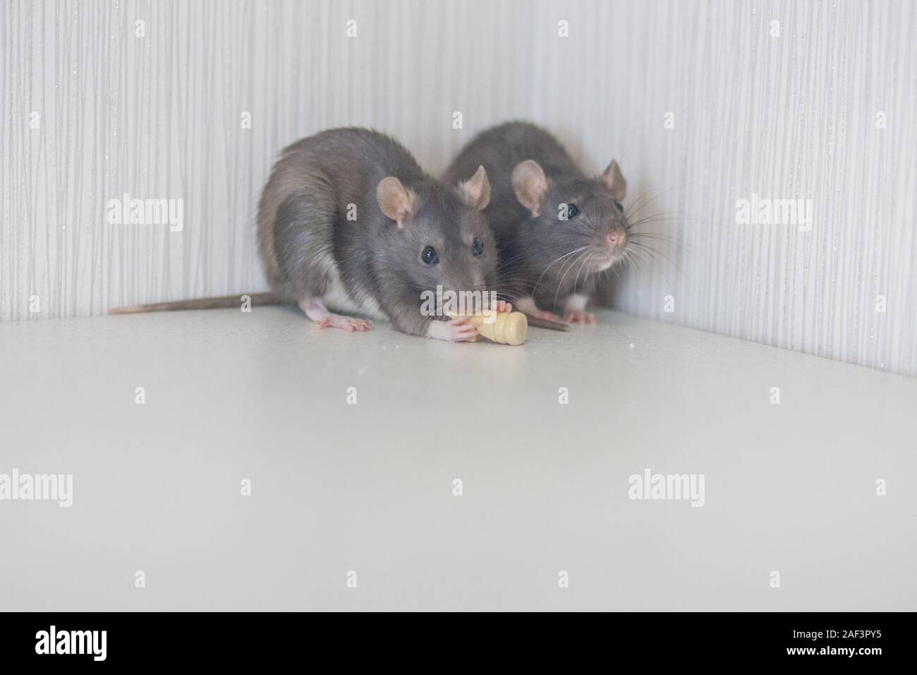 Cornered a mouse hi-res stock photography and images - Alamy