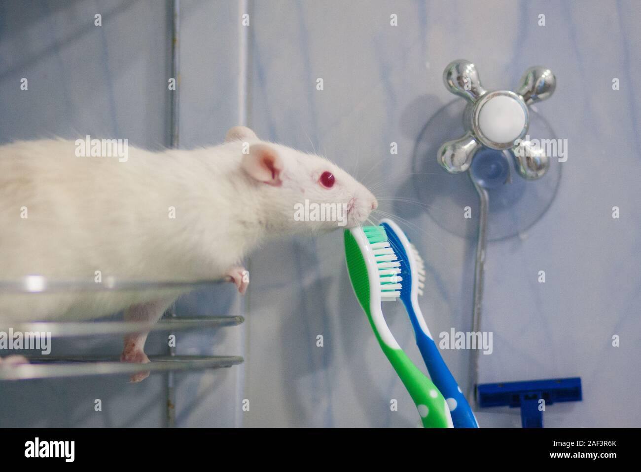 The rat is white. Oral hygiene. Tooth Fairy. Symbol of 2020. Chinese ...