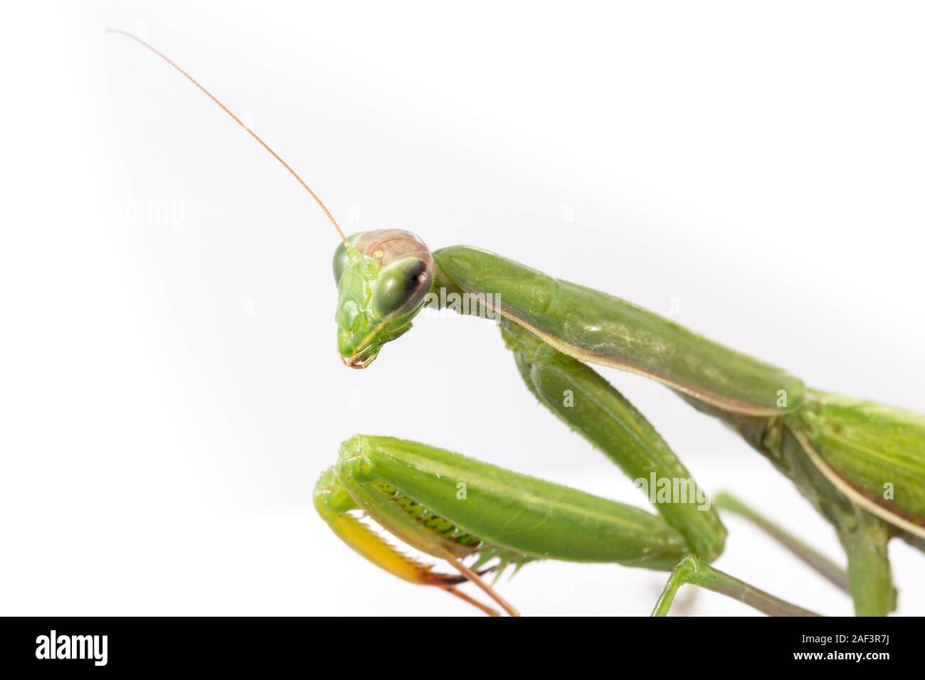 Posing outdoors in Cut Out Stock Images & Pictures - Alamy