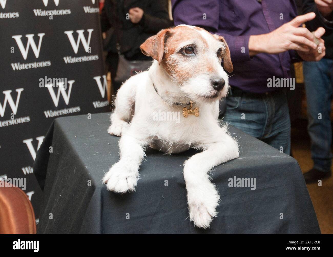 'Uggie' the Jack Russell star of the film The Artist' making a public ...