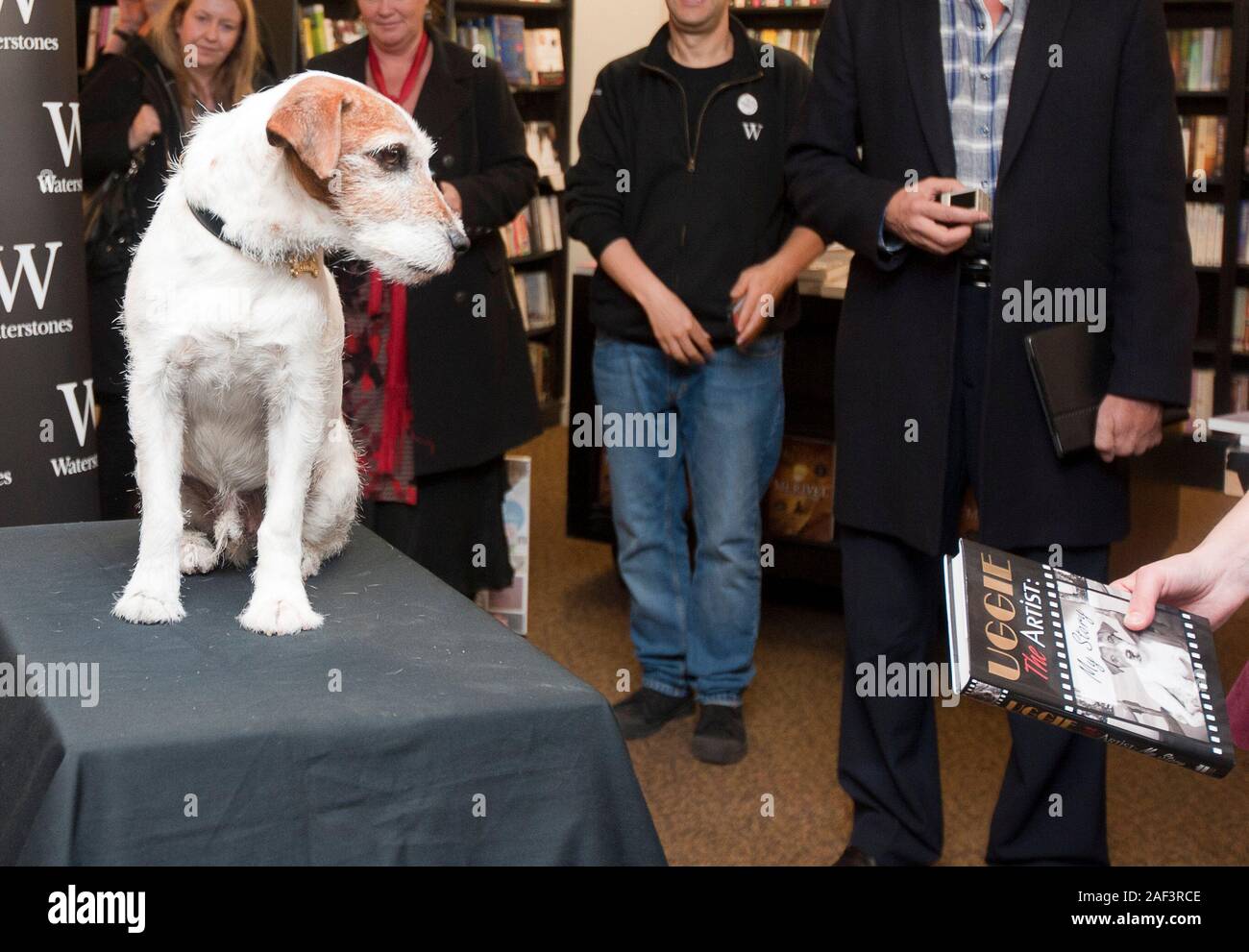 'Uggie' the Jack Russell star of the film The Artist' making a public ...
