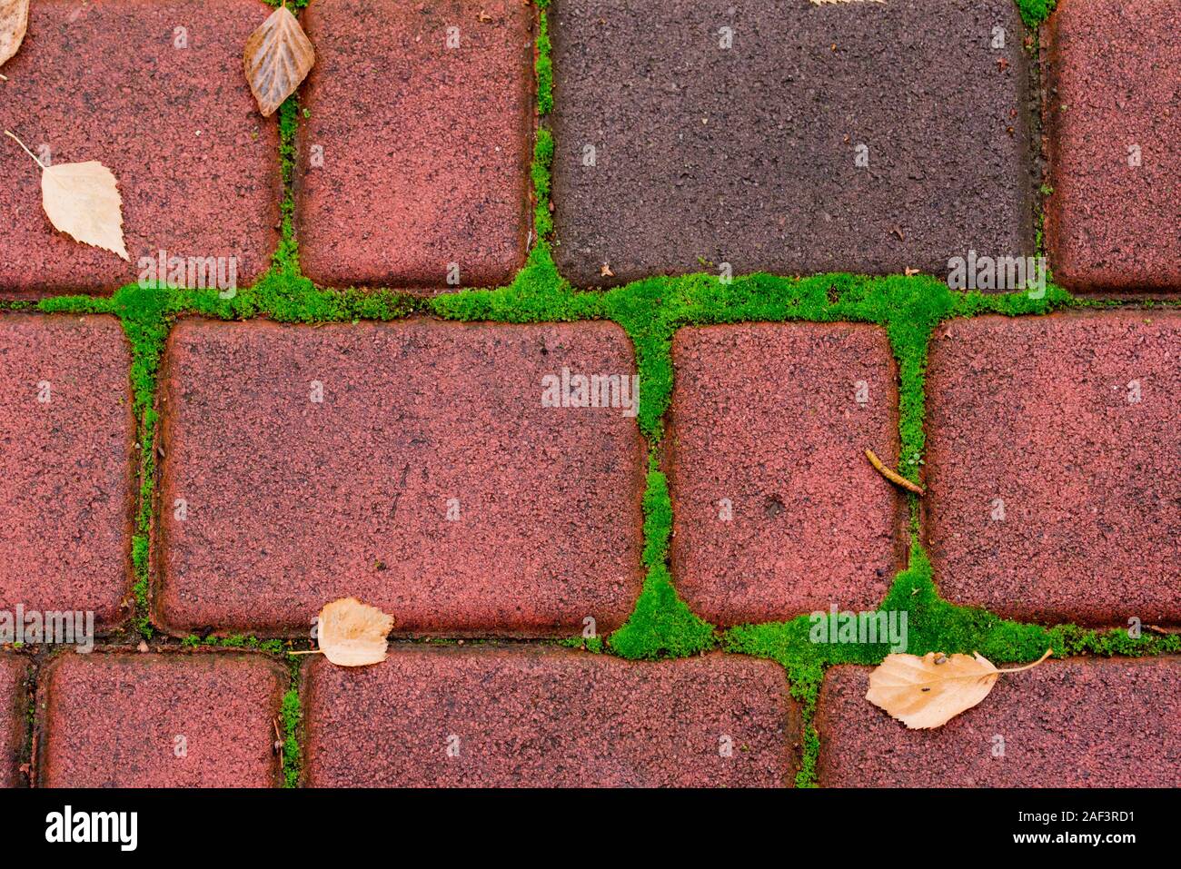 Red tile for paths with green ome and yellow leaves. Autumn Stock Photo ...
