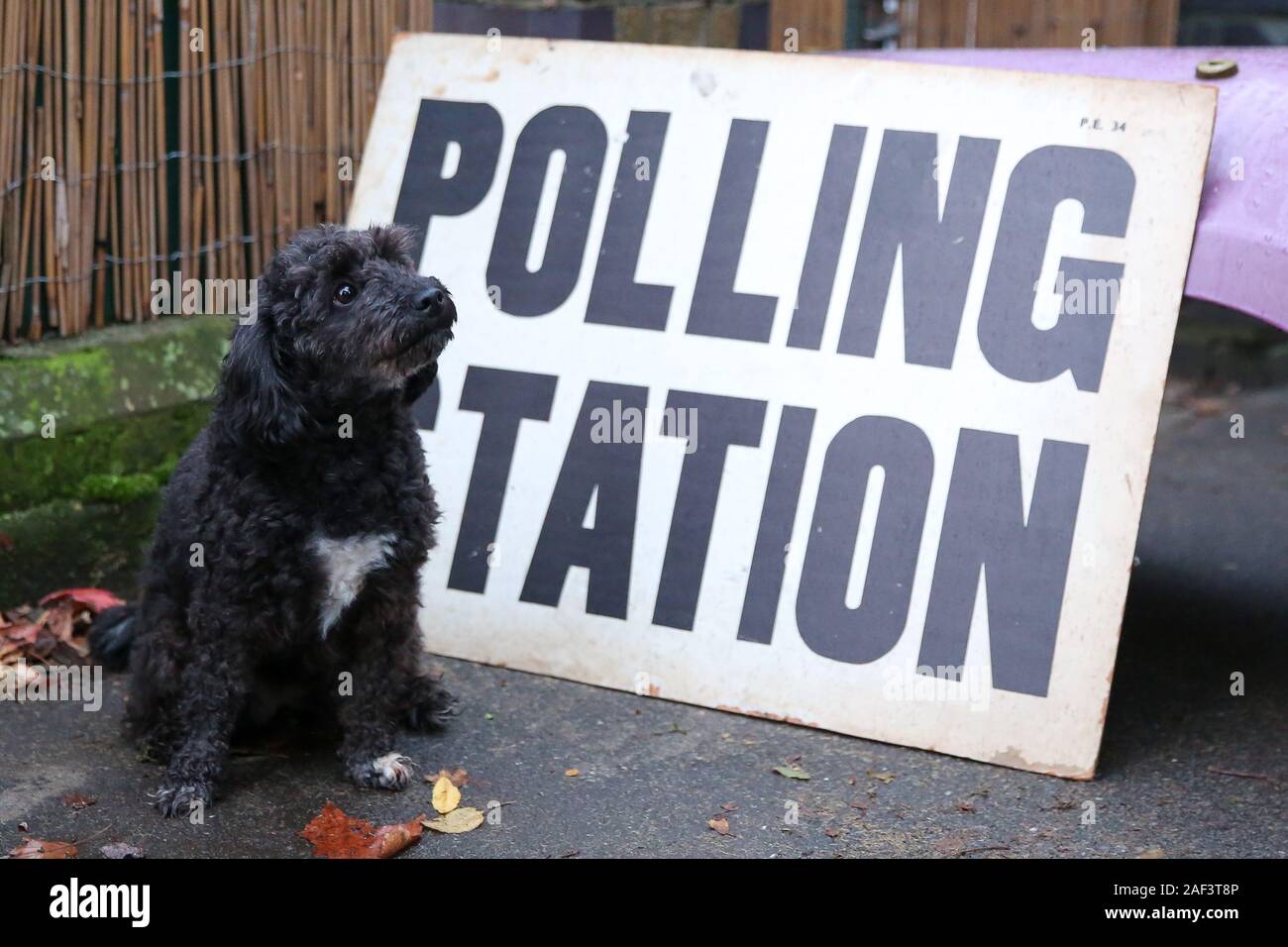 North London, UK 12 Dec 2019 - A dog at Polling Station in north London ...
