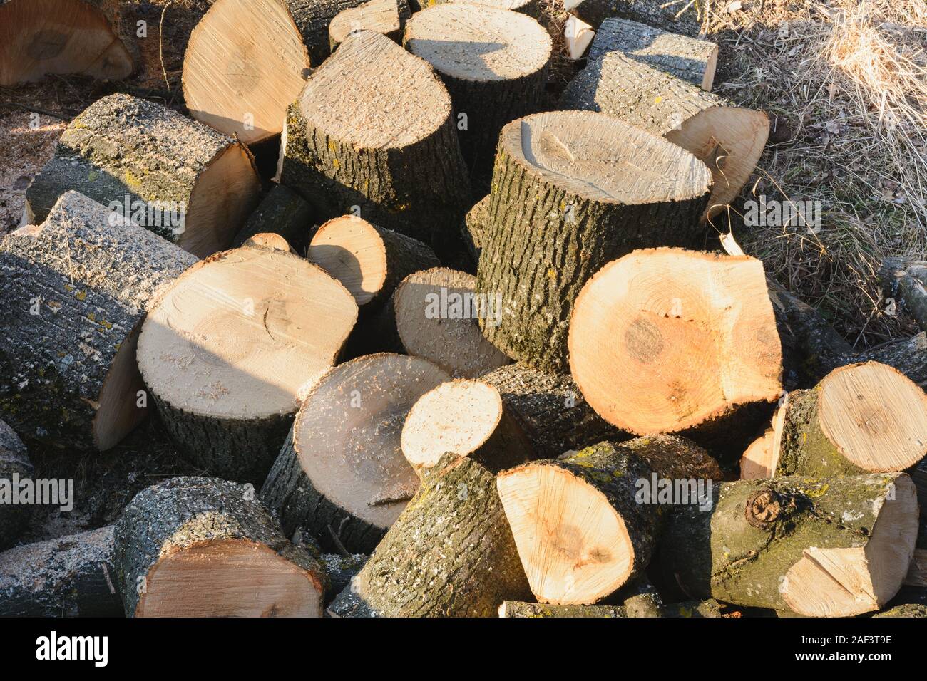 Scattered logs are scattered, freshly cut wood is cut on the stump ...