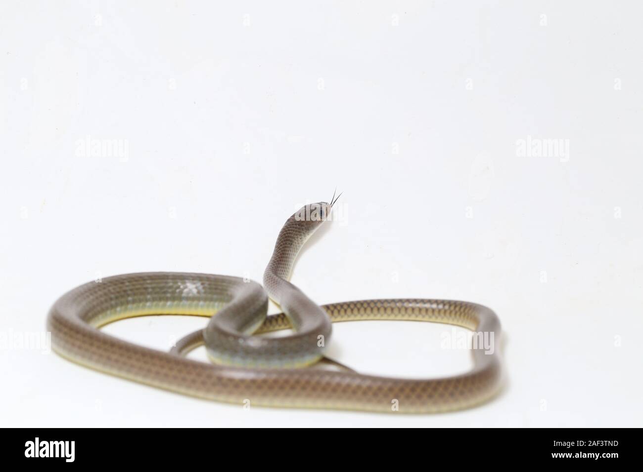 Ptyas korros, commonly known as the Chinese ratsnake or Indo-Chinese ...