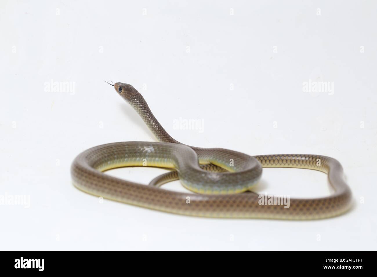 Ptyas korros, commonly known as the Chinese ratsnake or Indo-Chinese ...