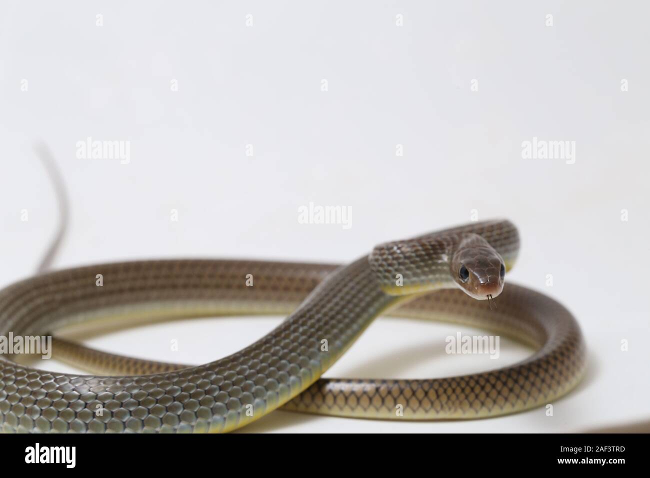 Ptyas korros, commonly known as the Chinese ratsnake or Indo-Chinese ...