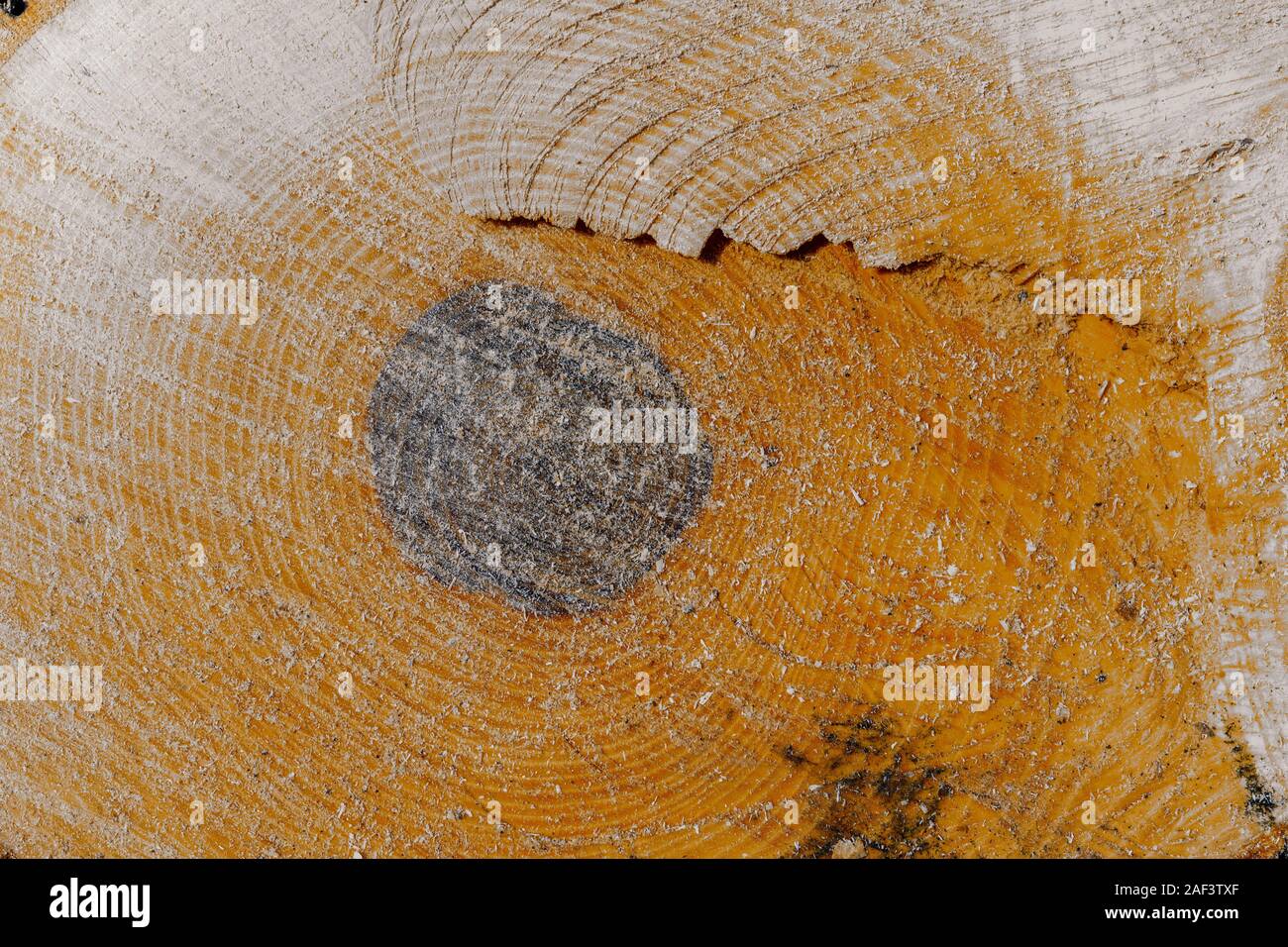 Round non-colored wood, classic wood texture. 2019 Stock Photo - Alamy