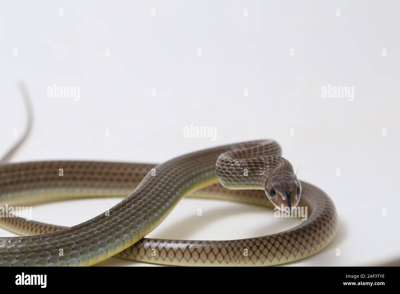 Ptyas korros, commonly known as the Chinese ratsnake or Indo-Chinese ...