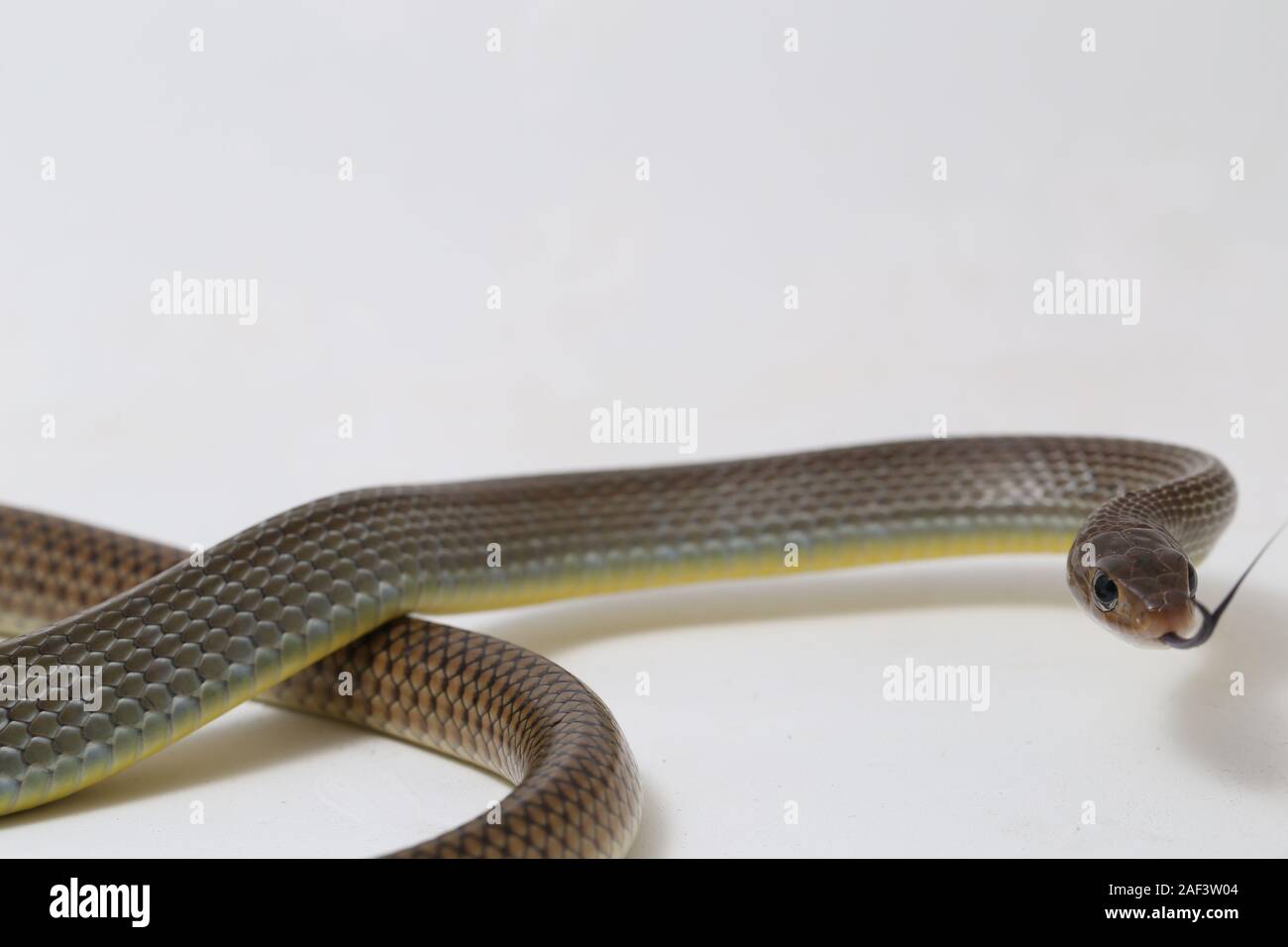 Ptyas korros, commonly known as the Chinese ratsnake or Indo-Chinese ...