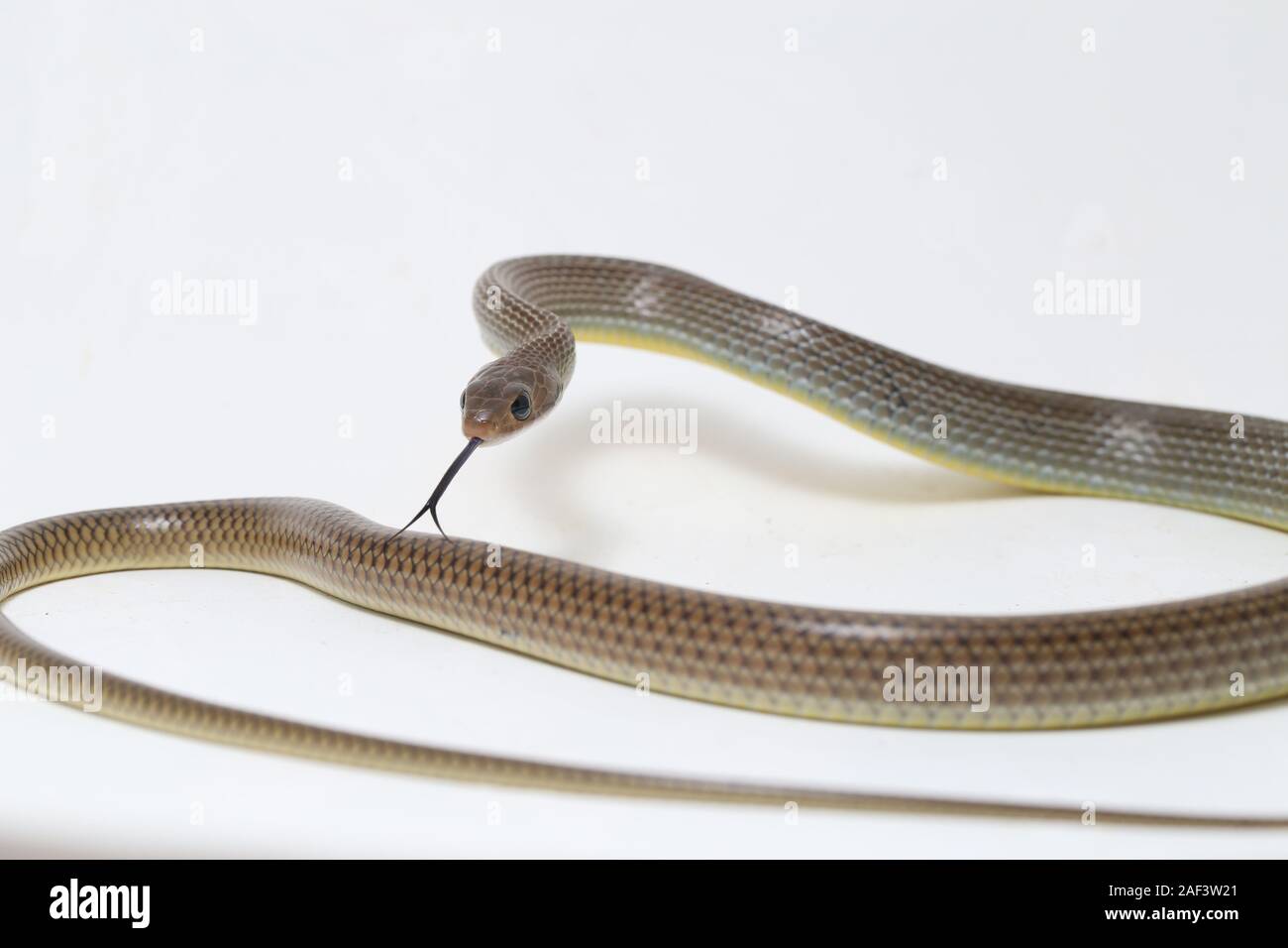 Ptyas korros, commonly known as the Chinese ratsnake or Indo-Chinese ...