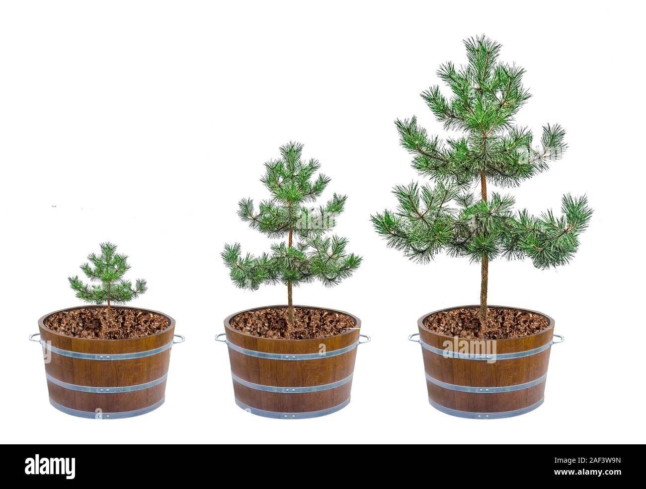 Growth of pines Stock Photo - Alamy
