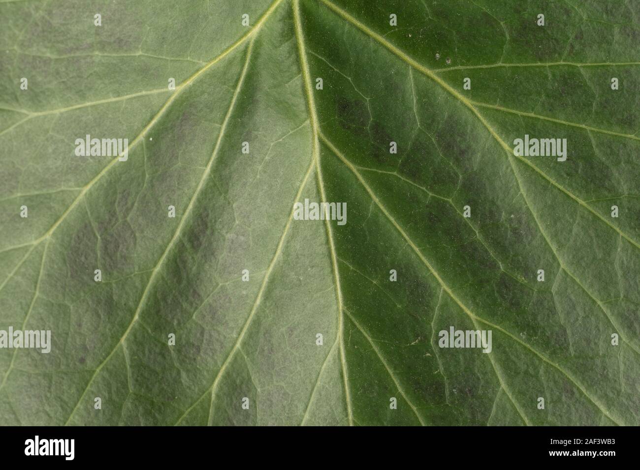 Greenish streaks hi-res stock photography and images - Alamy