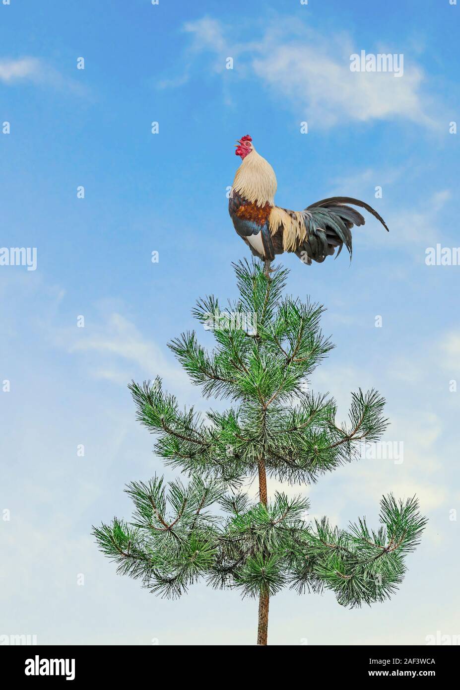 Rooster on pine tree Stock Photo - Alamy