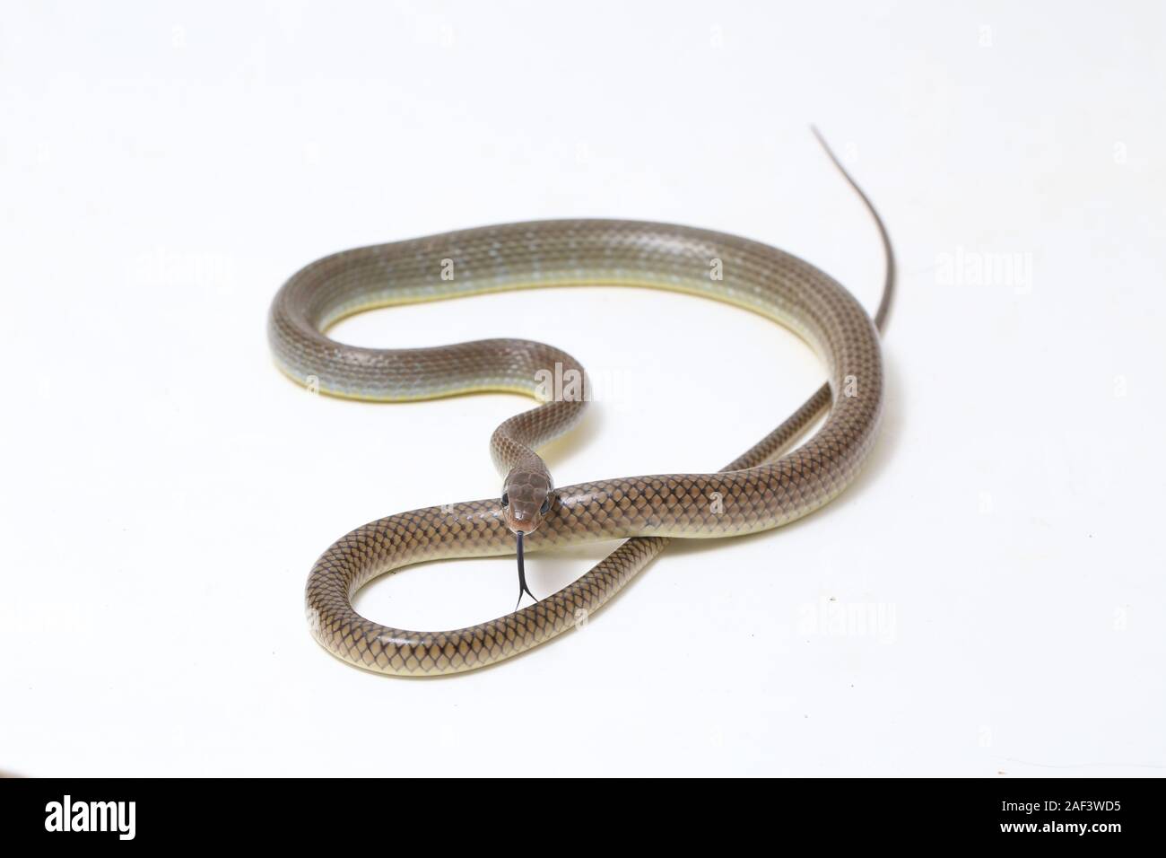 Ptyas korros, commonly known as the Chinese ratsnake or Indo-Chinese ...