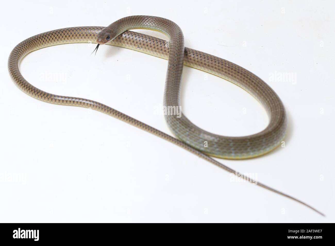Ptyas korros, commonly known as the Chinese ratsnake or Indo-Chinese ...