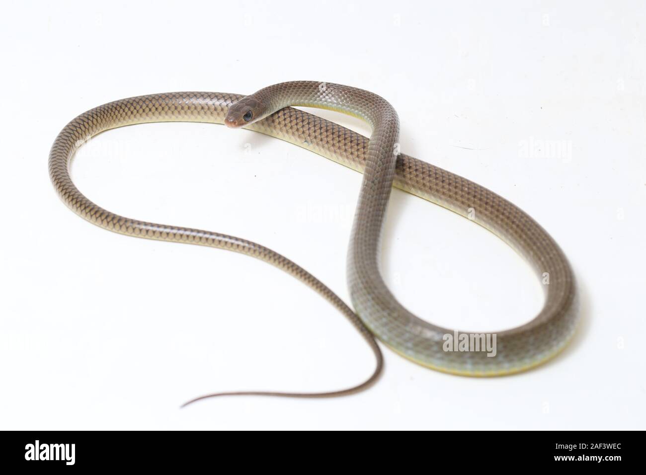 Ptyas korros, commonly known as the Chinese ratsnake or Indo-Chinese ...