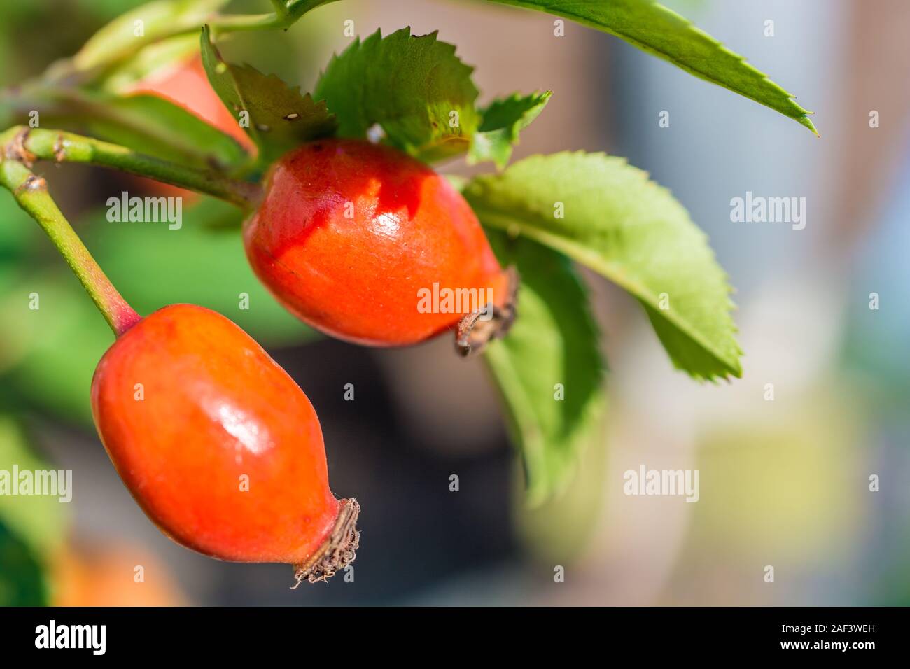 Rose hip powder hi-res stock photography and images - Alamy