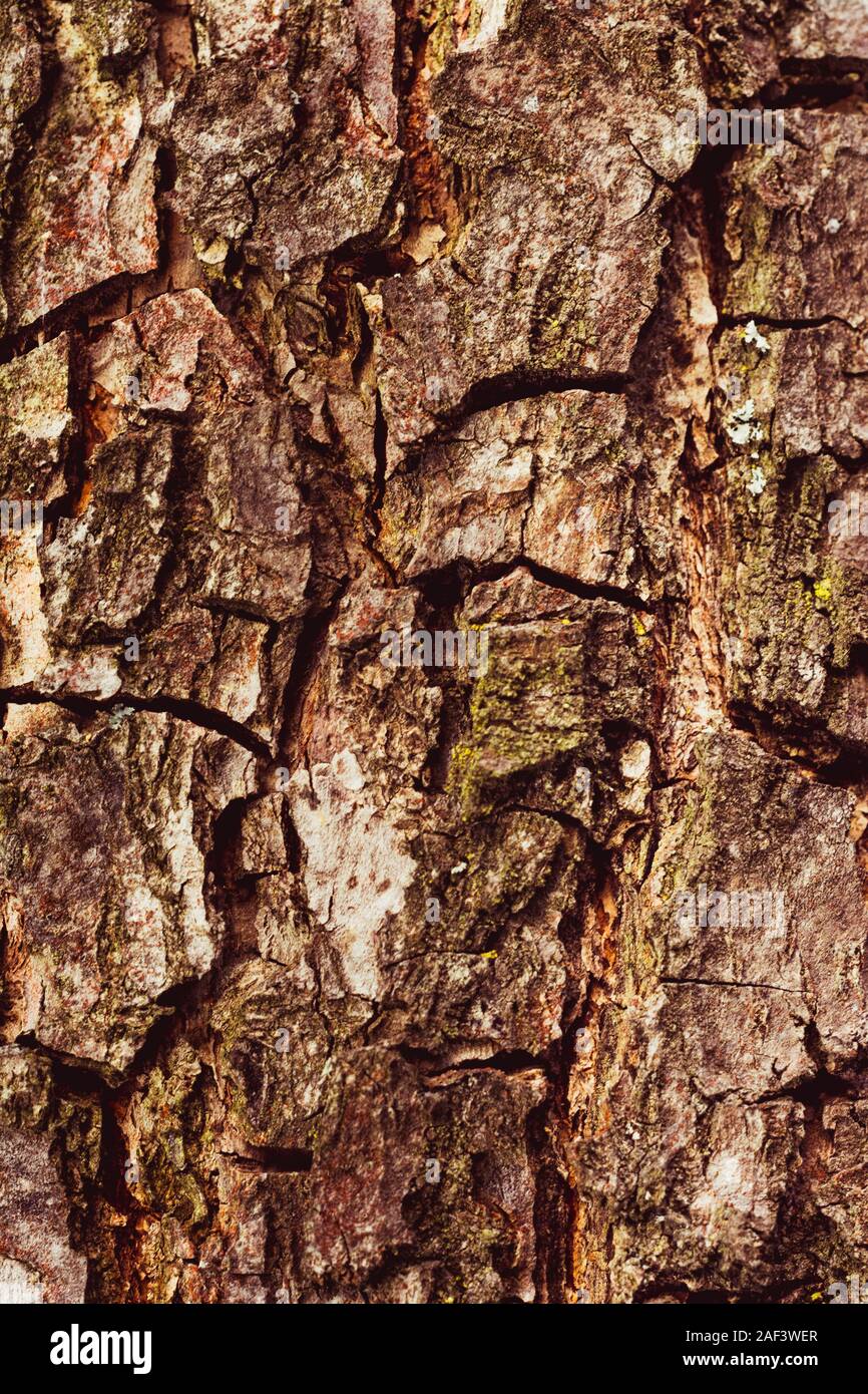 Old tree bark, classic beautiful wood texture. 2019 Stock Photo - Alamy