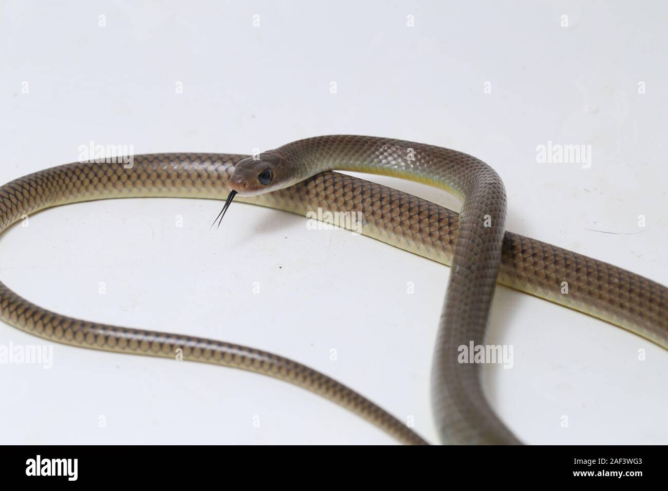 Ptyas korros, commonly known as the Chinese ratsnake or Indo-Chinese ...