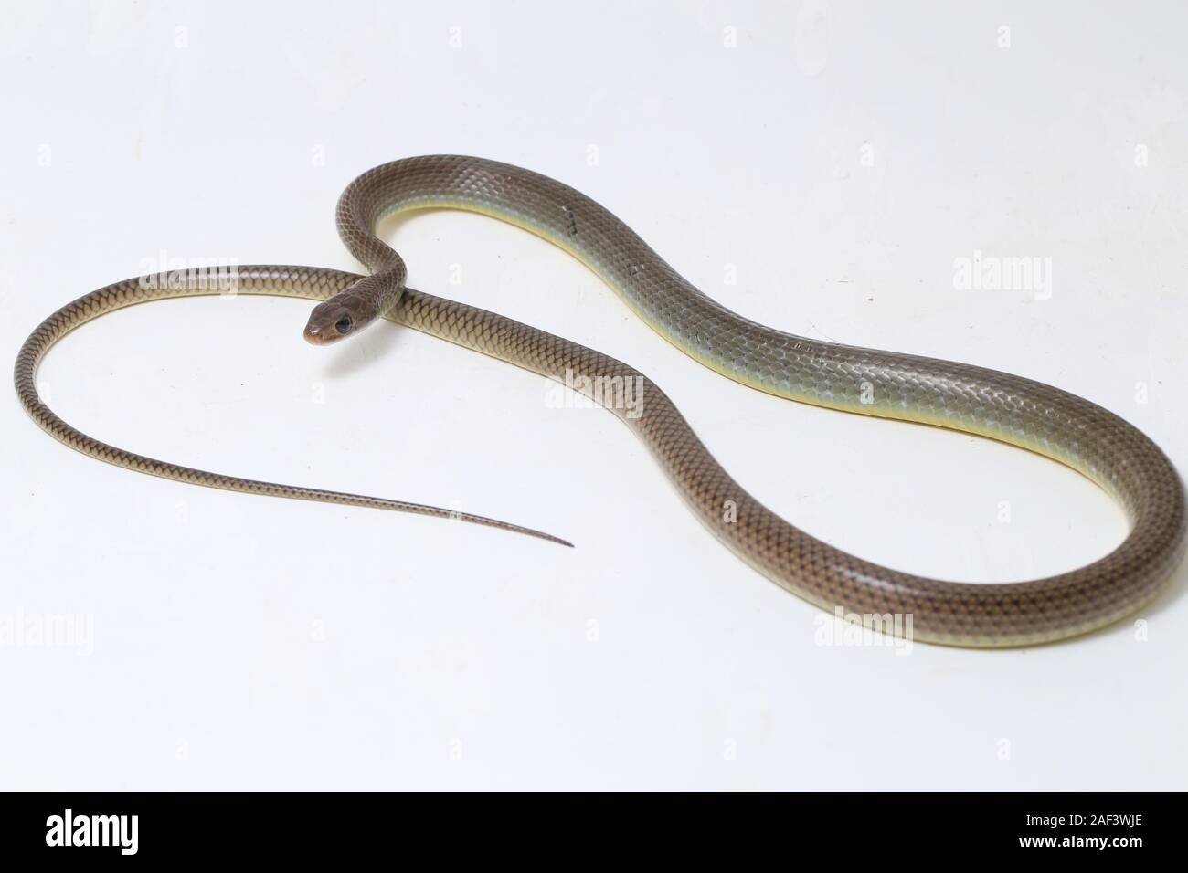 Ptyas korros, commonly known as the Chinese ratsnake or Indo-Chinese ...