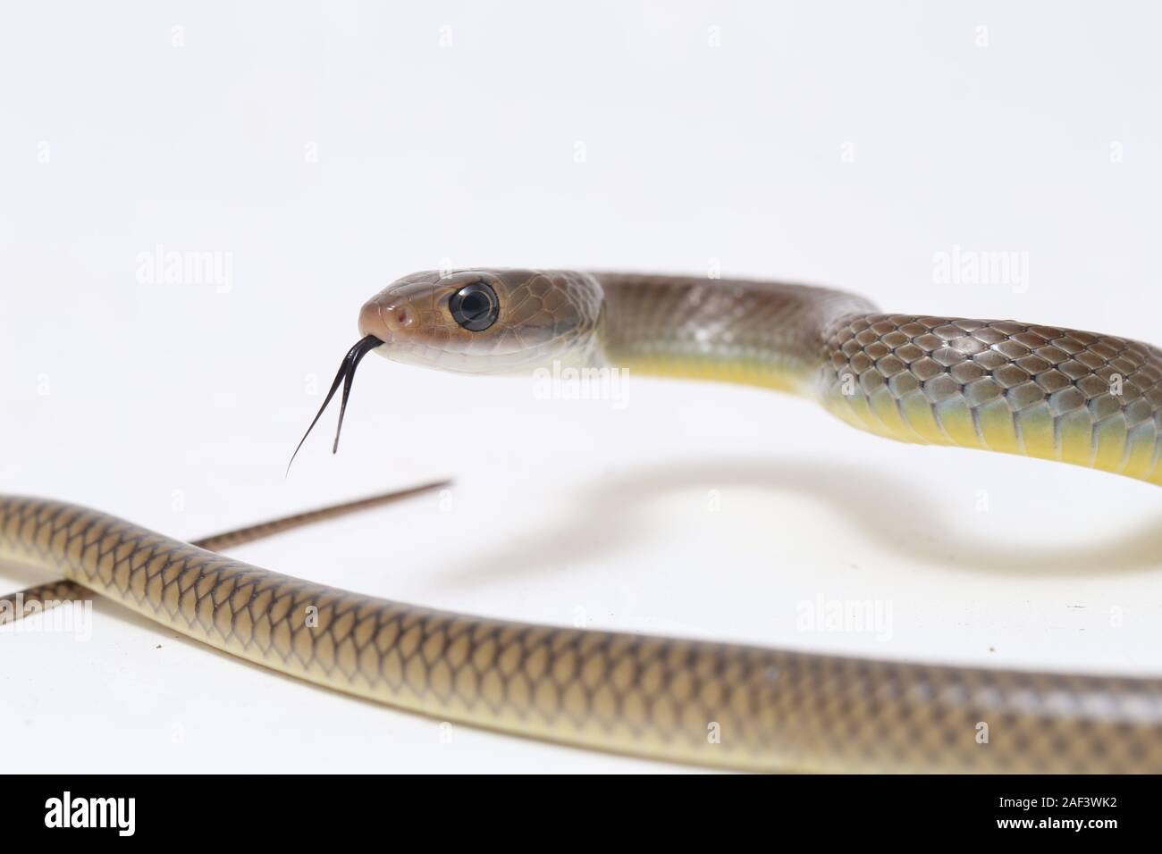 Ptyas korros, commonly known as the Chinese ratsnake or Indo-Chinese ...