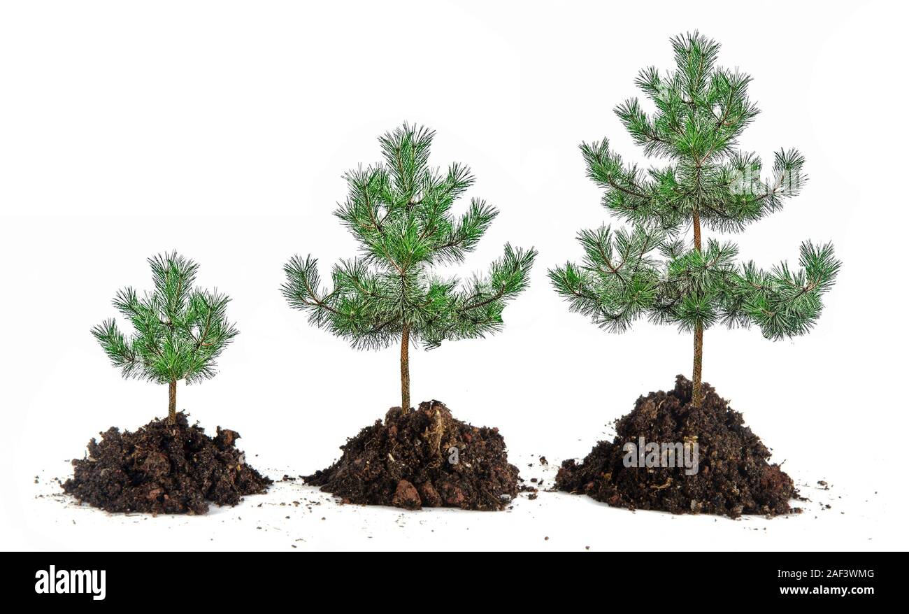 Growth of pines Stock Photo - Alamy