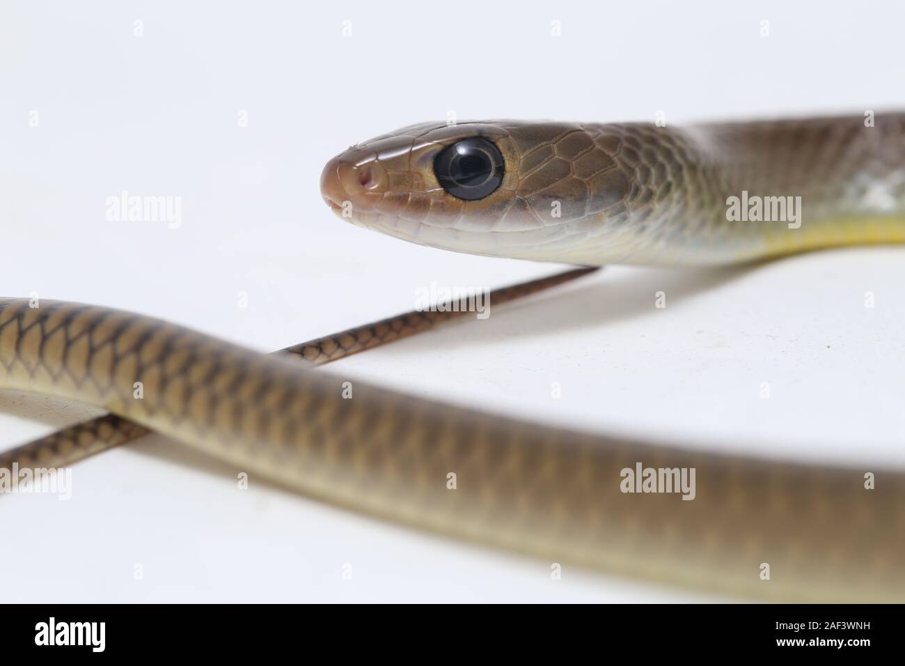 Ptyas korros, commonly known as the Chinese ratsnake or Indo-Chinese ...