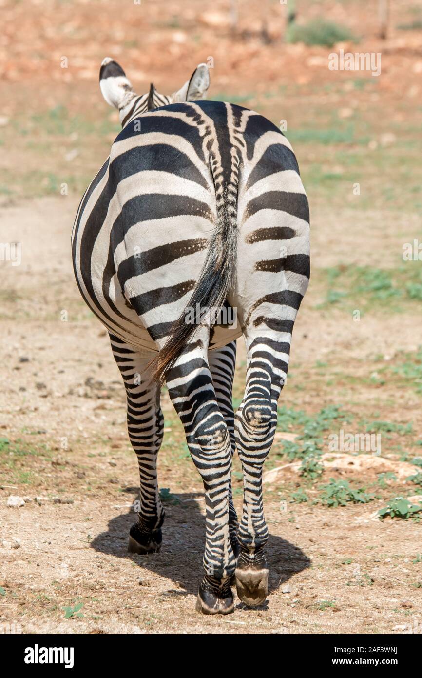 The rump of a zebra Stock Photo - Alamy