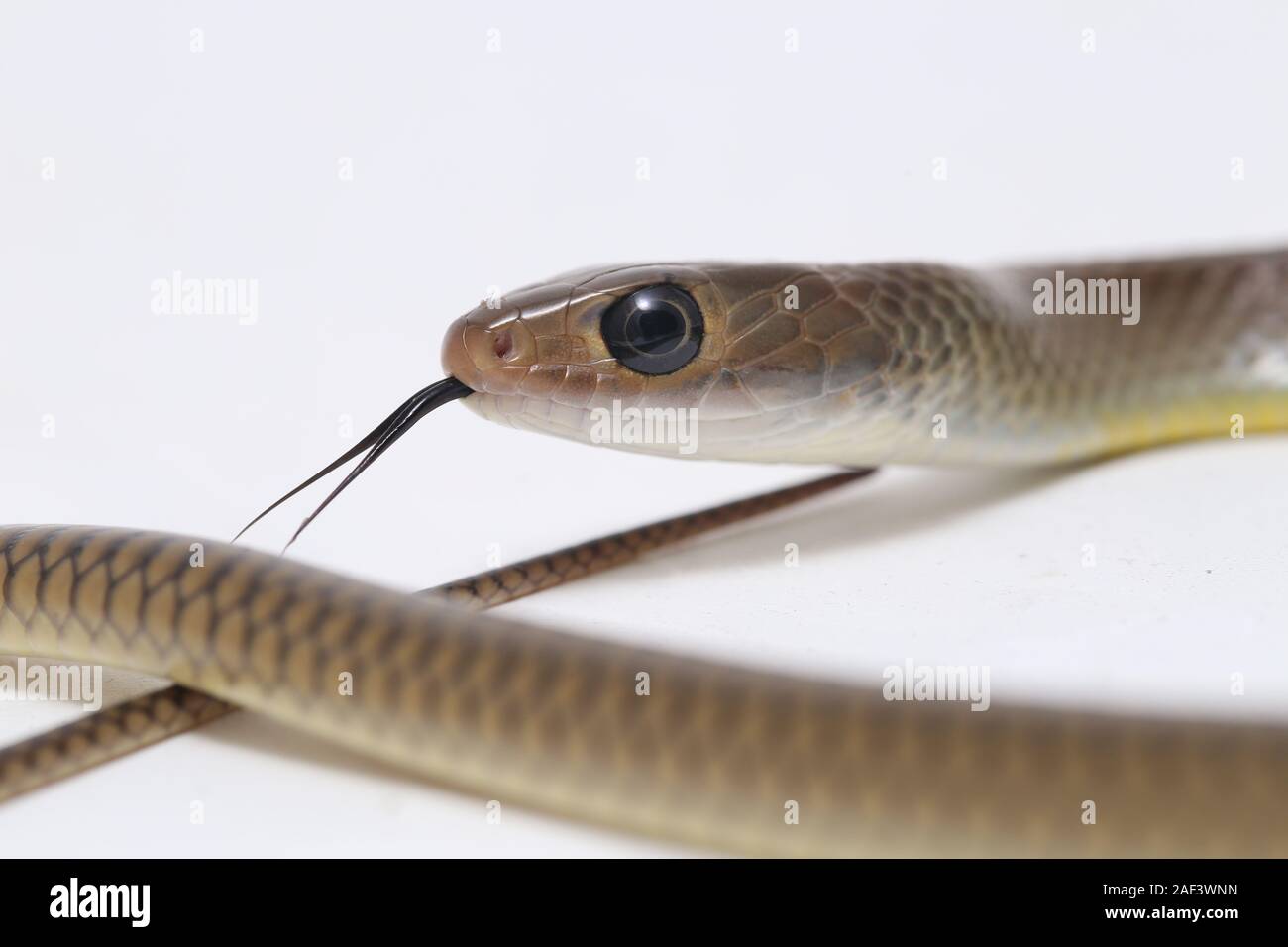 Ptyas korros, commonly known as the Chinese ratsnake or Indo-Chinese ...