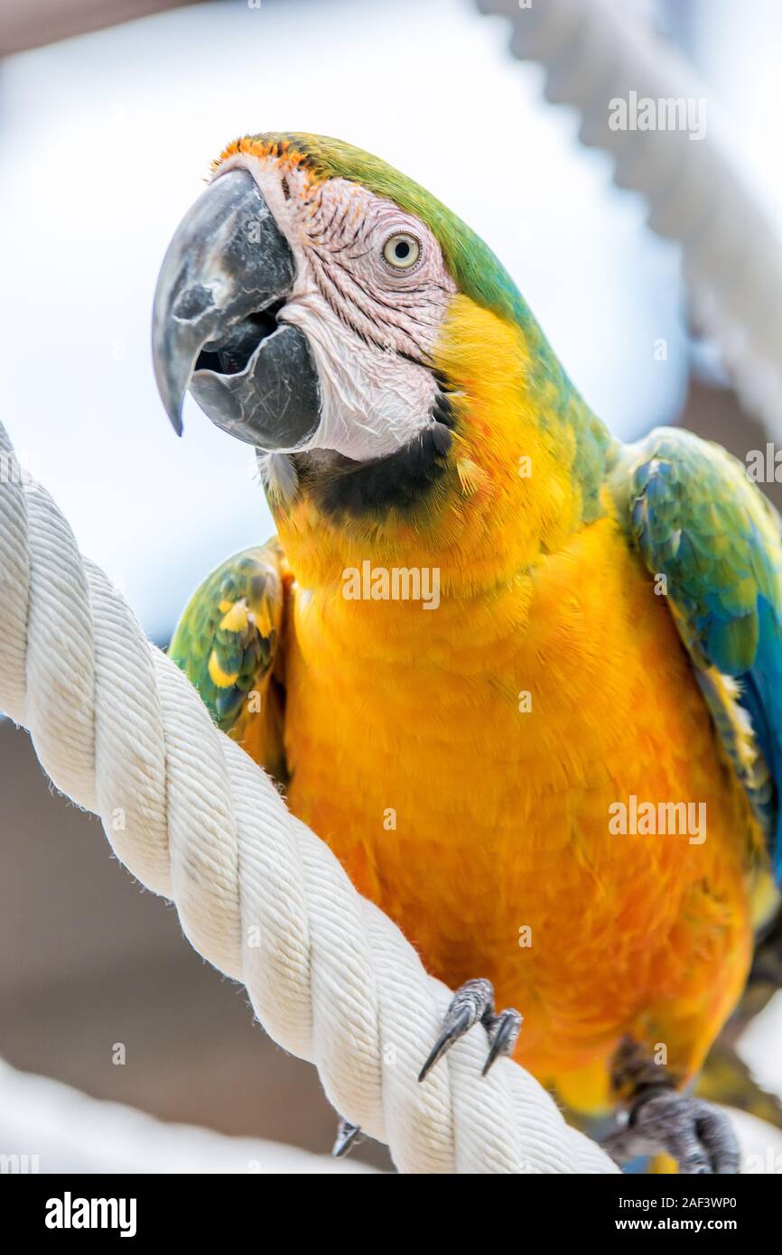 Parrot breeding hi-res stock photography and images - Alamy