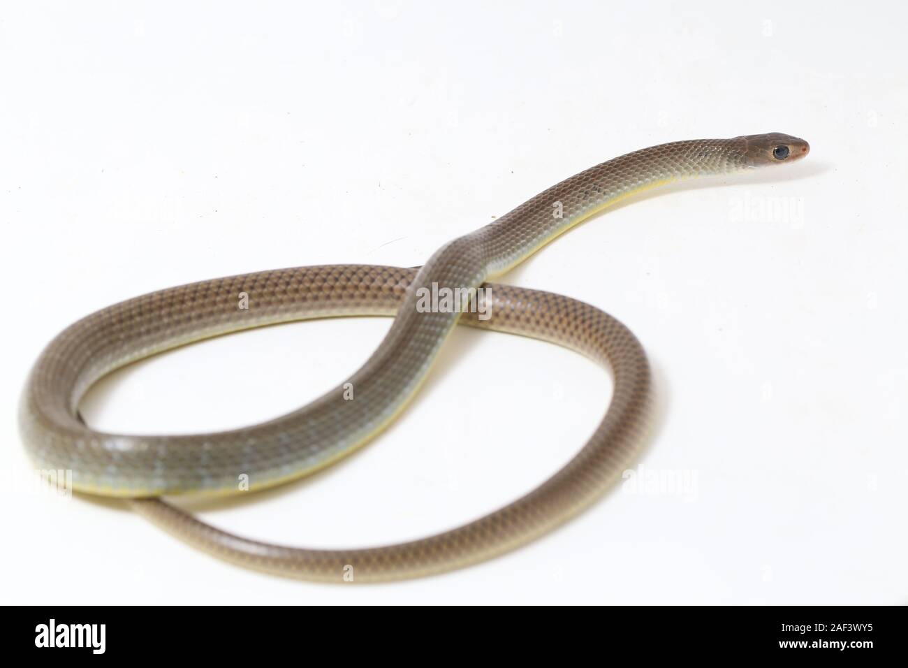 Ptyas korros, commonly known as the Chinese ratsnake or Indo-Chinese ...