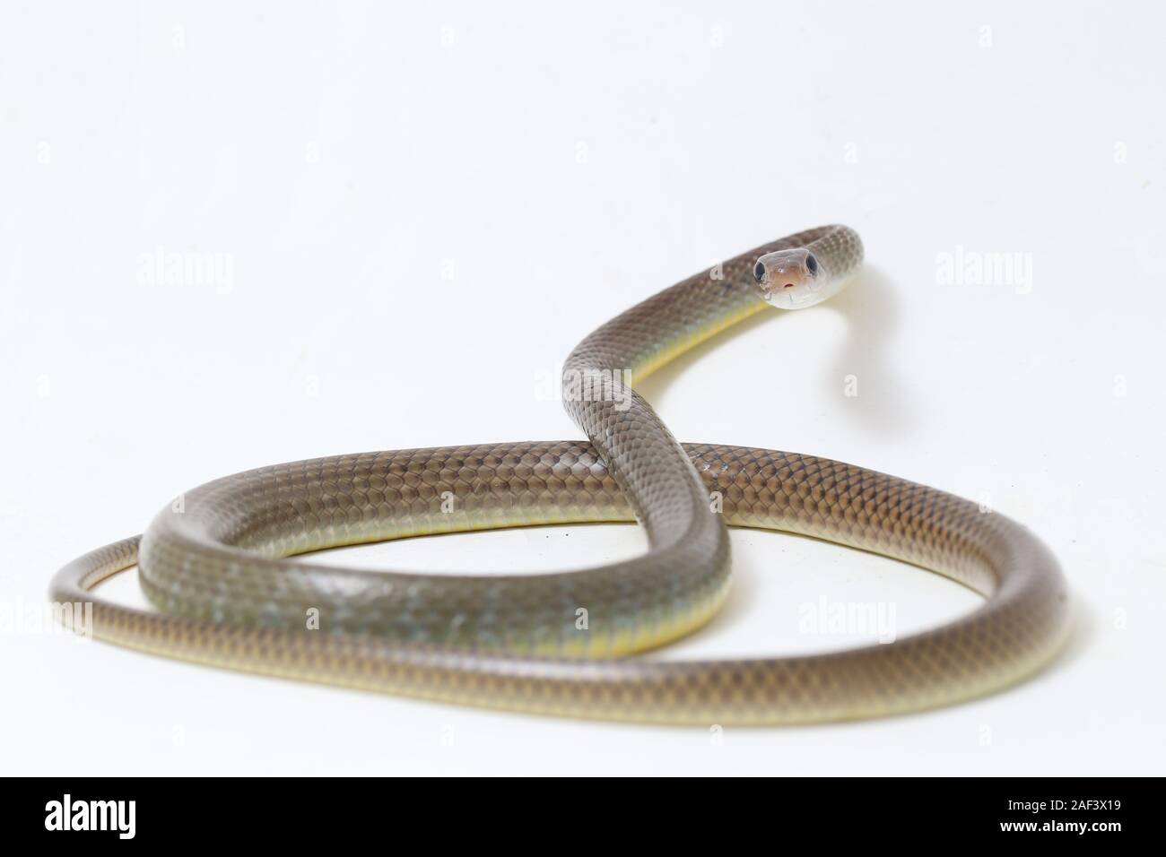 Ptyas korros, commonly known as the Chinese ratsnake or Indo-Chinese ...