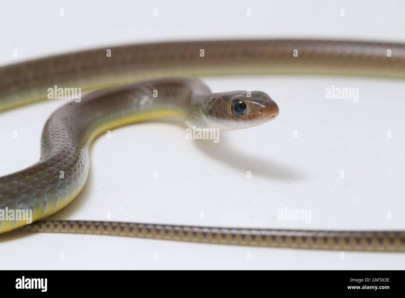 Ptyas korros, commonly known as the Chinese ratsnake or Indo-Chinese ...