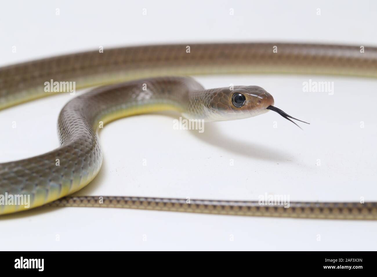 Ptyas korros, commonly known as the Chinese ratsnake or Indo-Chinese ...