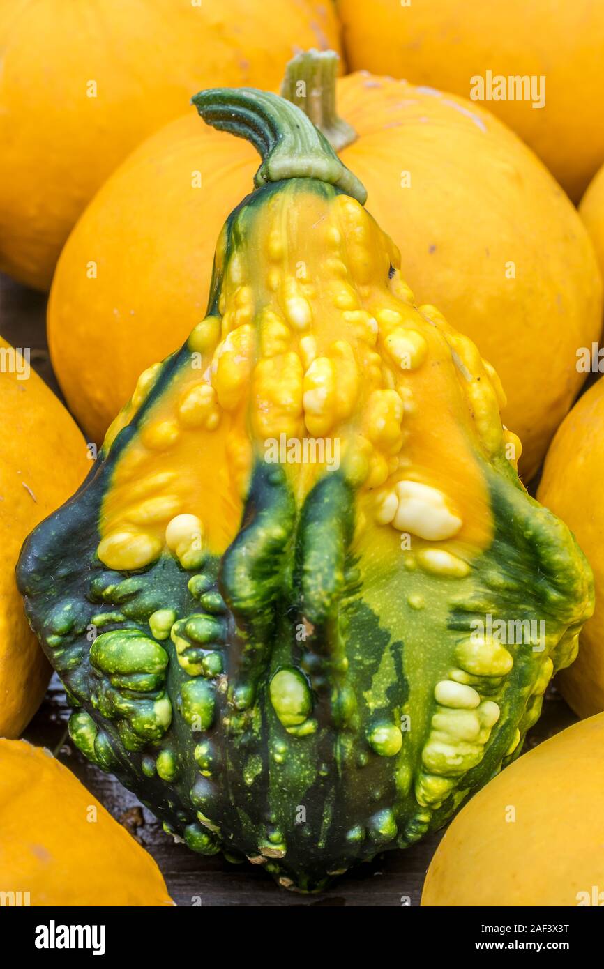 Ornamental Squash High Resolution Stock Photography and Images - Alamy