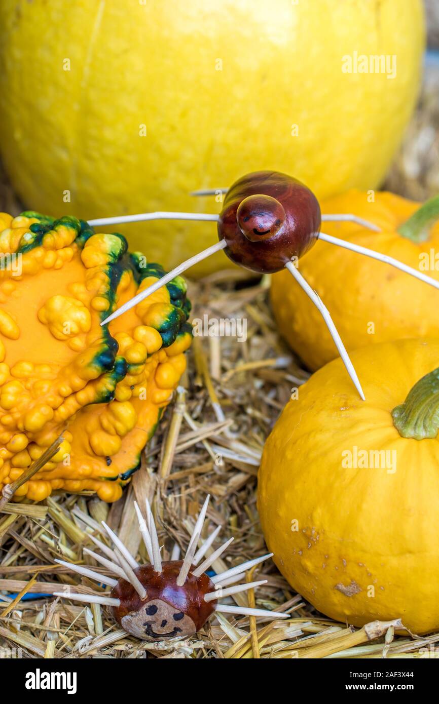 Autumn decoration with pumpkins and a spider made of chestnuts and a ...