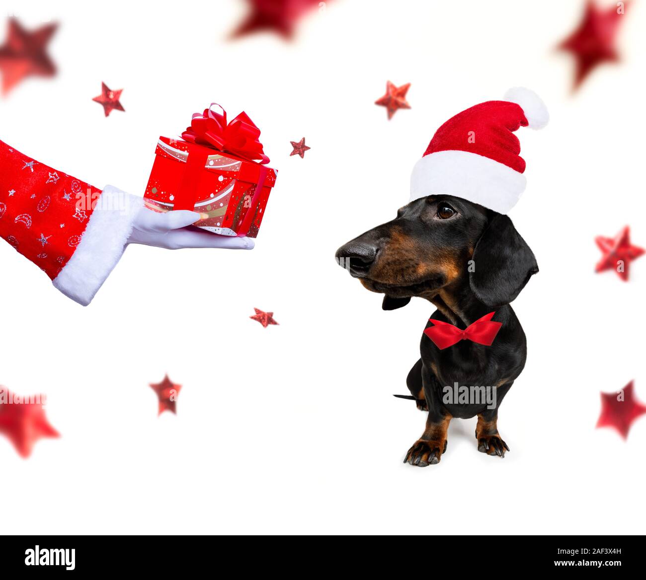 christmas santa claus dachshund sausage dog as a holiday season ...