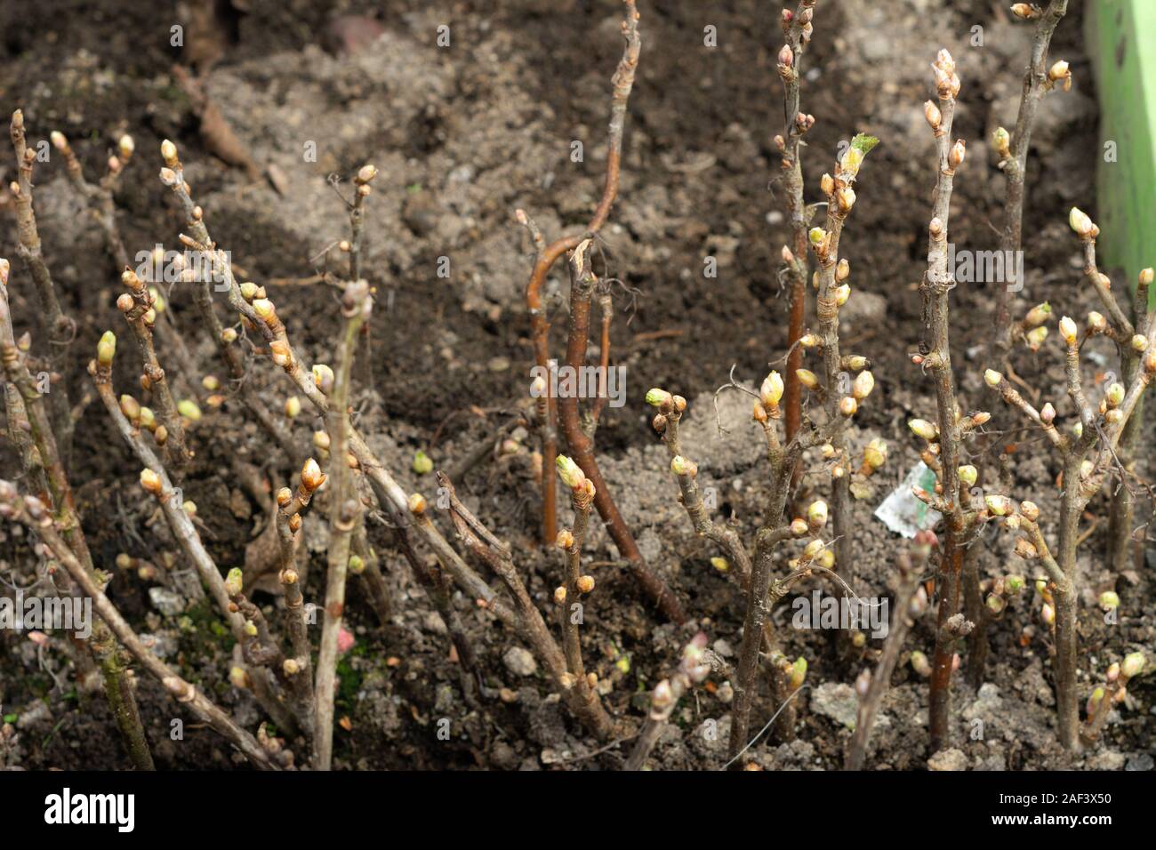 Many branches with buds for vegetative propagation. 2019 Stock Photo ...