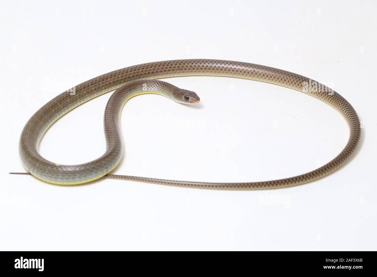 Ptyas korros, commonly known as the Chinese ratsnake or Indo-Chinese ...